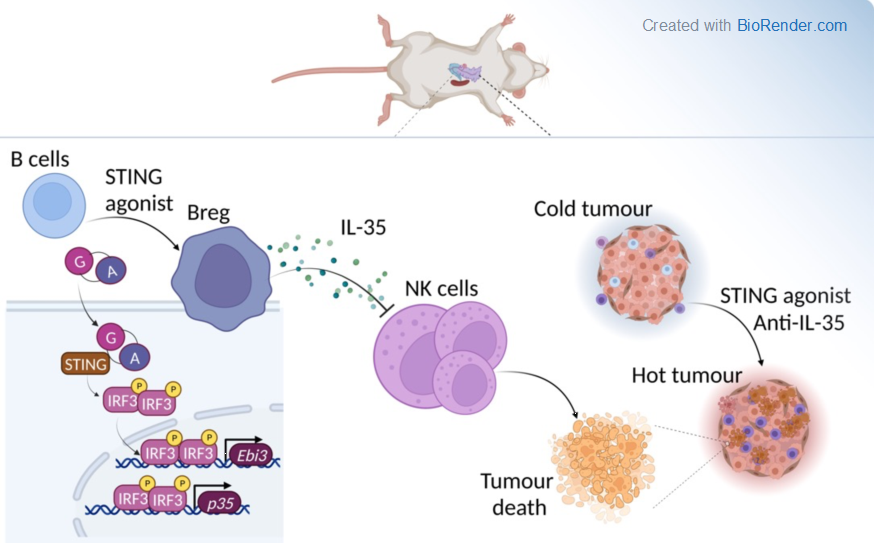 专家点评Nature | 李思睿等揭示STING信号诱导Breg抑制NK细胞抗肿瘤的新型免疫逃逸机制-药选址