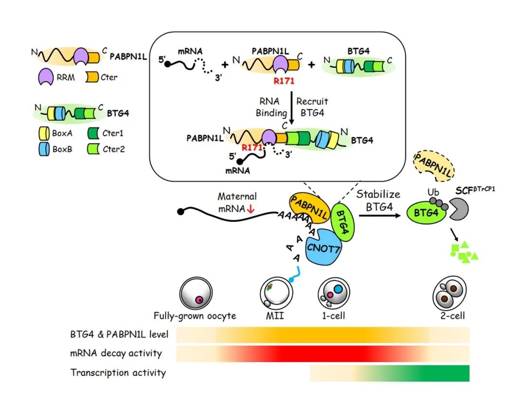 NAR | 范衡宇课题组揭示RNA结合蛋白PABPN1调控受精卵中母源mRNA降解、启动胚胎发育的新机制-药选址