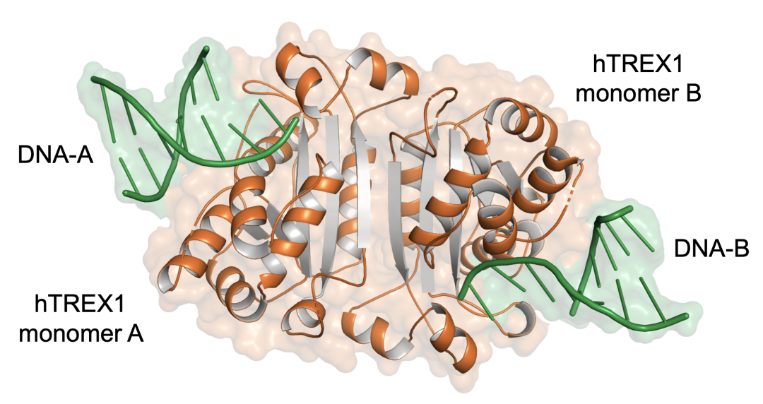 Nat Commun | 周稳团队揭示人类TREX1降解DNA和疾病相关突变致病机理-药选址