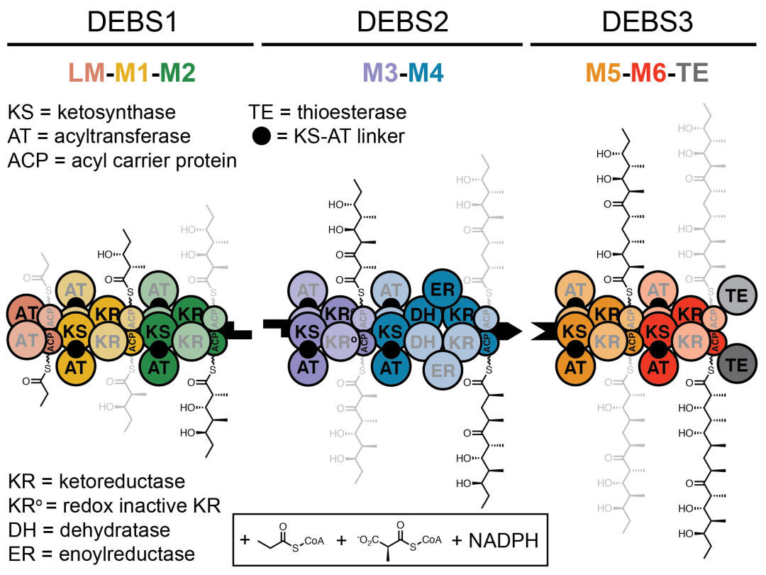 Science | Wah Chiu/ Chaitan Khosla合作揭示聚酮合酶（PKS）的结构新细节-药选址