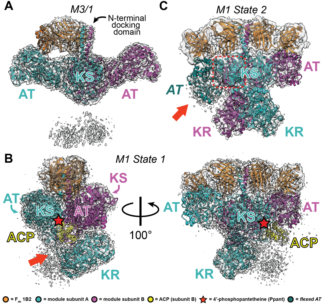 Science | Wah Chiu/ Chaitan Khosla合作揭示聚酮合酶（PKS）的结构新细节-药选址