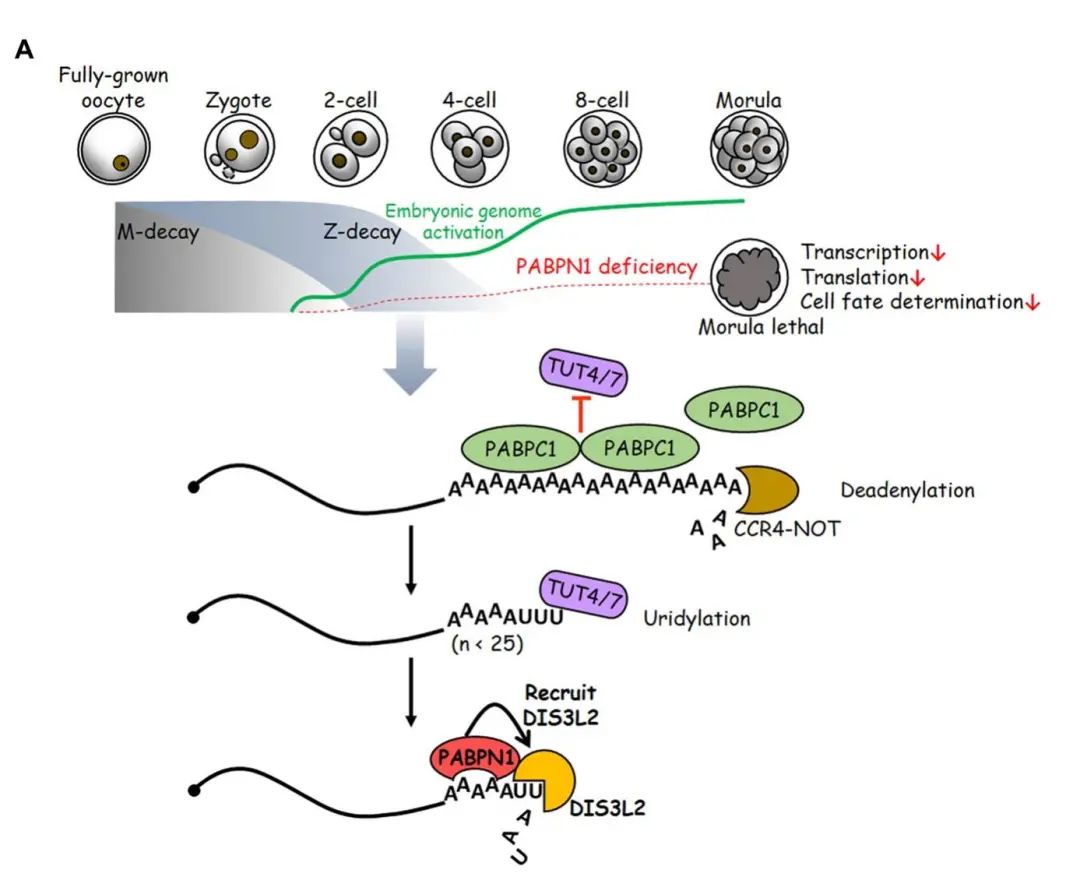 NAR | 范衡宇课题组揭示RNA结合蛋白PABPN1调控受精卵中母源mRNA降解、启动胚胎发育的新机制-药选址